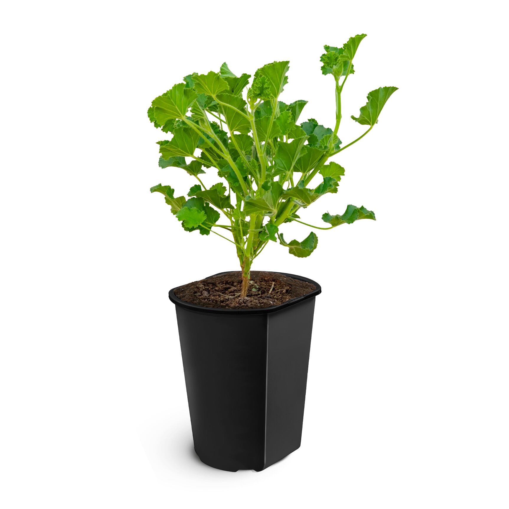 Lowe's Yellow Globe Flower Plant in 2.5-Quart Pot NURSERY at Lowes.com