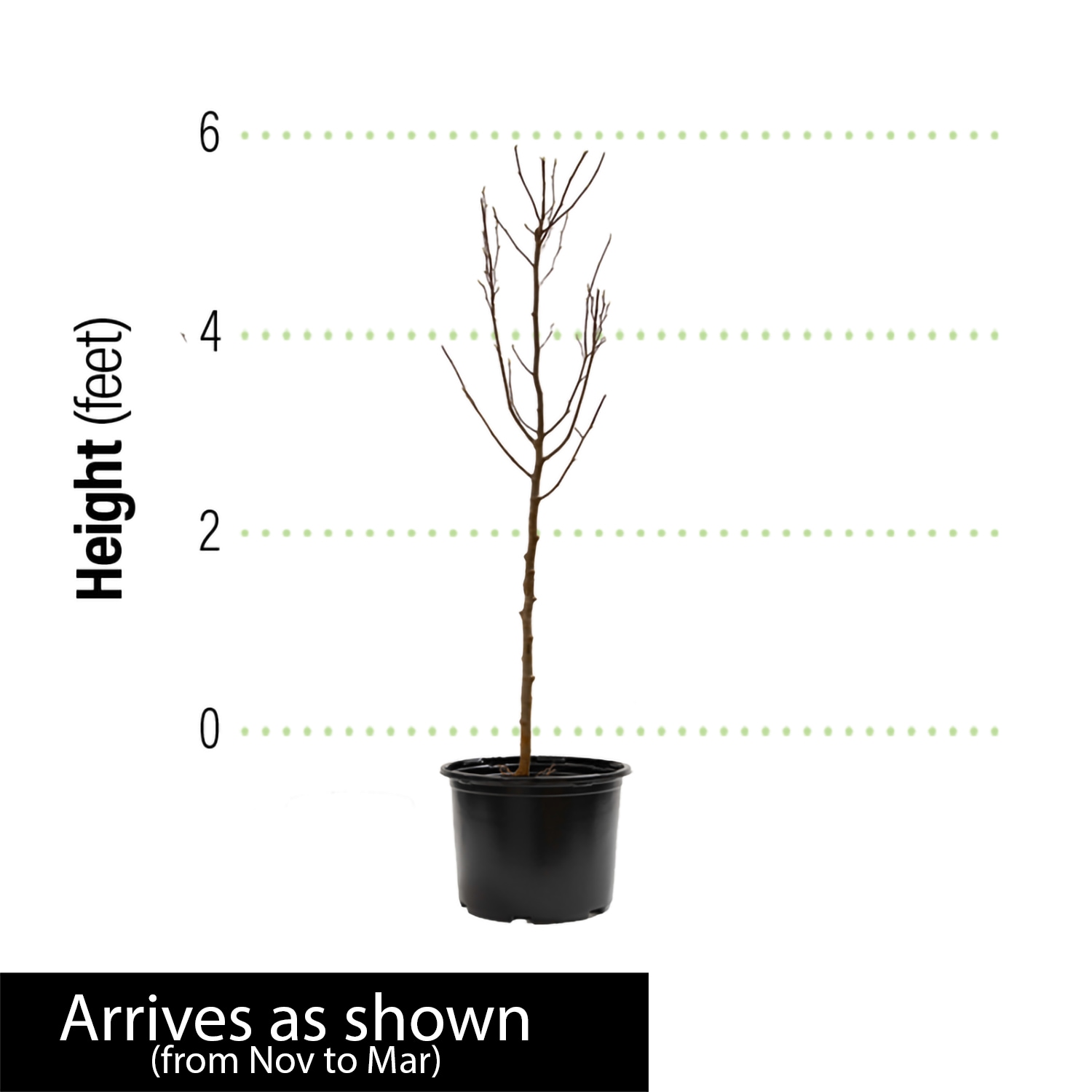 Direct Gardening 3 -Gallon Fruit Flowering Yumm Yumm Standard Nectarine ...
