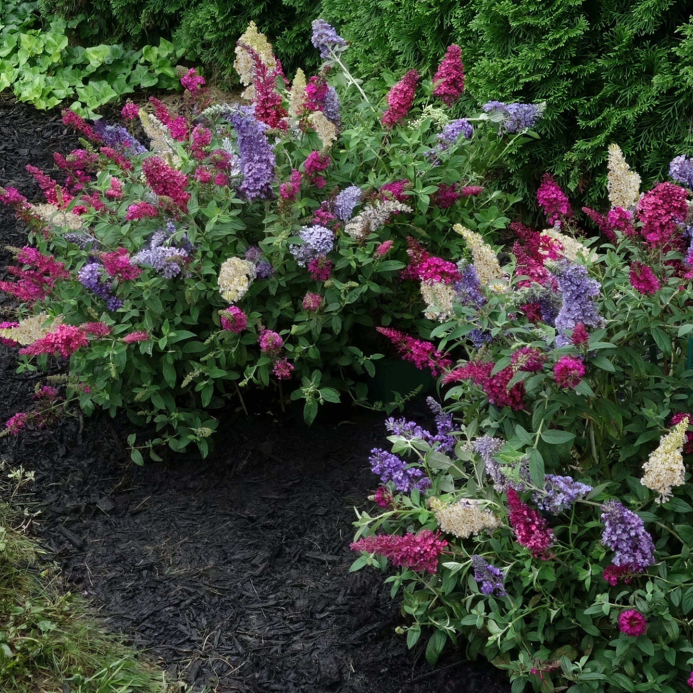 National Plant Network Multicolor 3n1 Red-white-blue Butterfly Bush ...