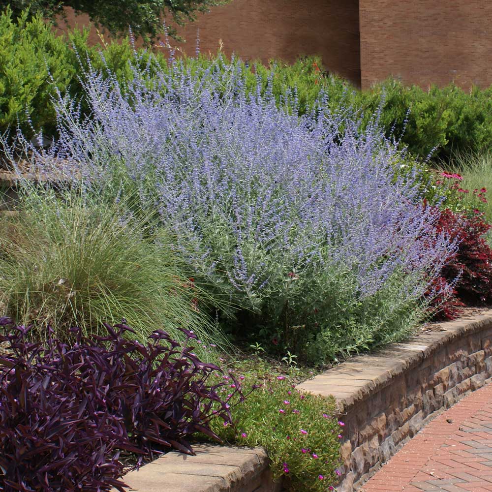 Brighter Blooms Russian Sage (1 gal.) in the Shrubs department at Lowes.com