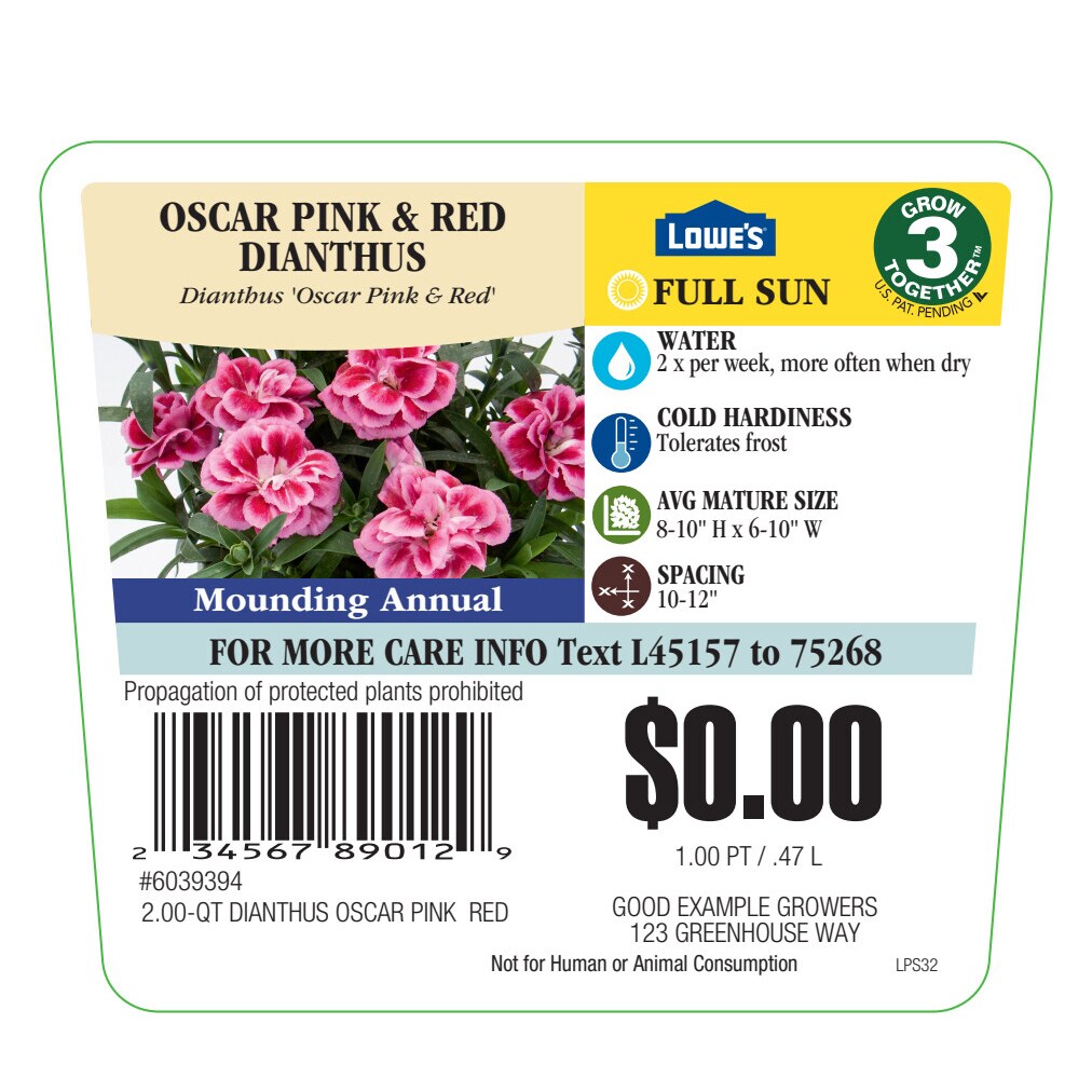 2 -Quart Multicolor Oscar Pink Purple Carnation 1 -Pack in the ...