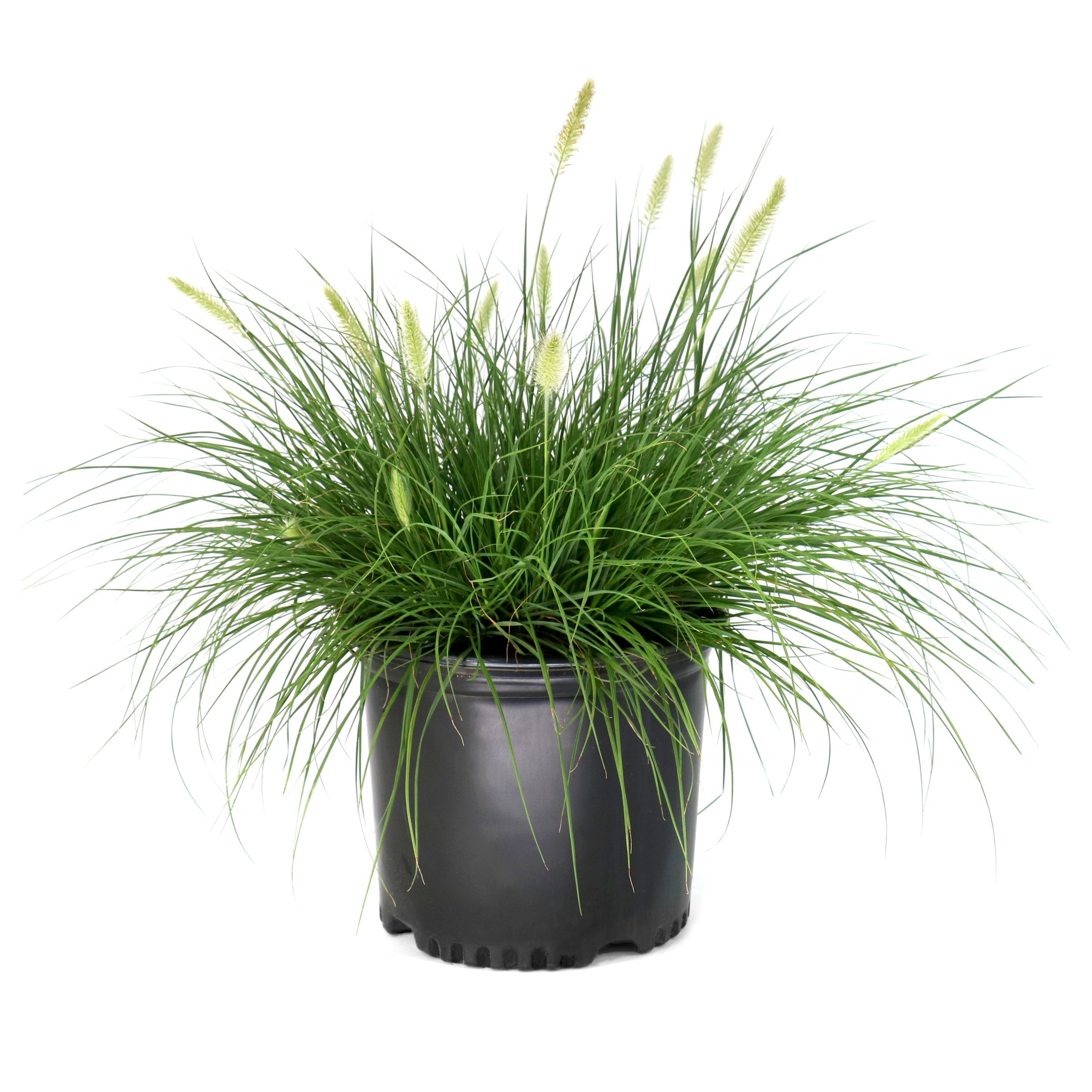 Hameln Grass Plants, Bulbs & Seeds at Lowes.com