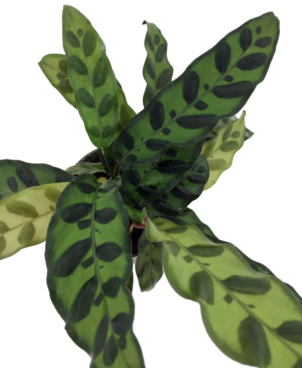 Hirt's Gardens Rattlesnake Plant - Calathea lancifolia - Easy House ...