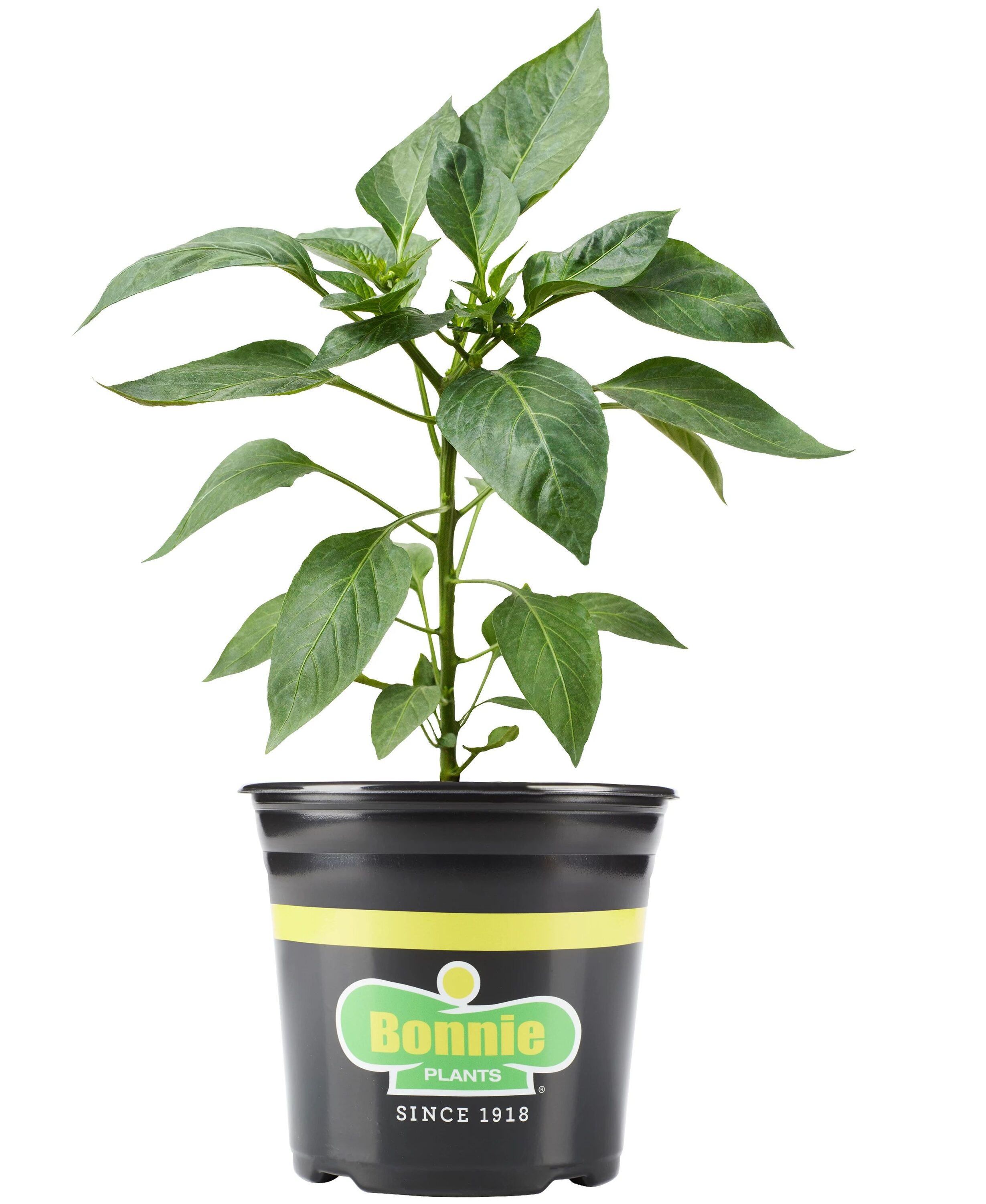 Ounce(s) Vegetable Plants at Lowes.com