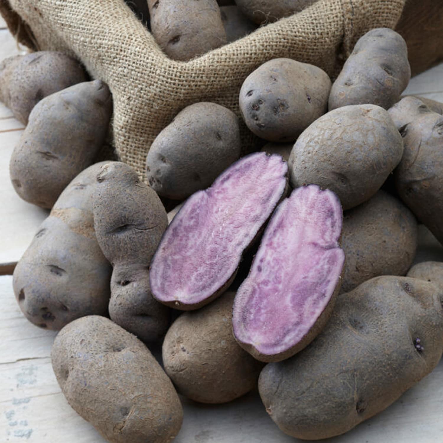 Garden State Bulb Seed Potato Blue PBS in the Perennials department at ...