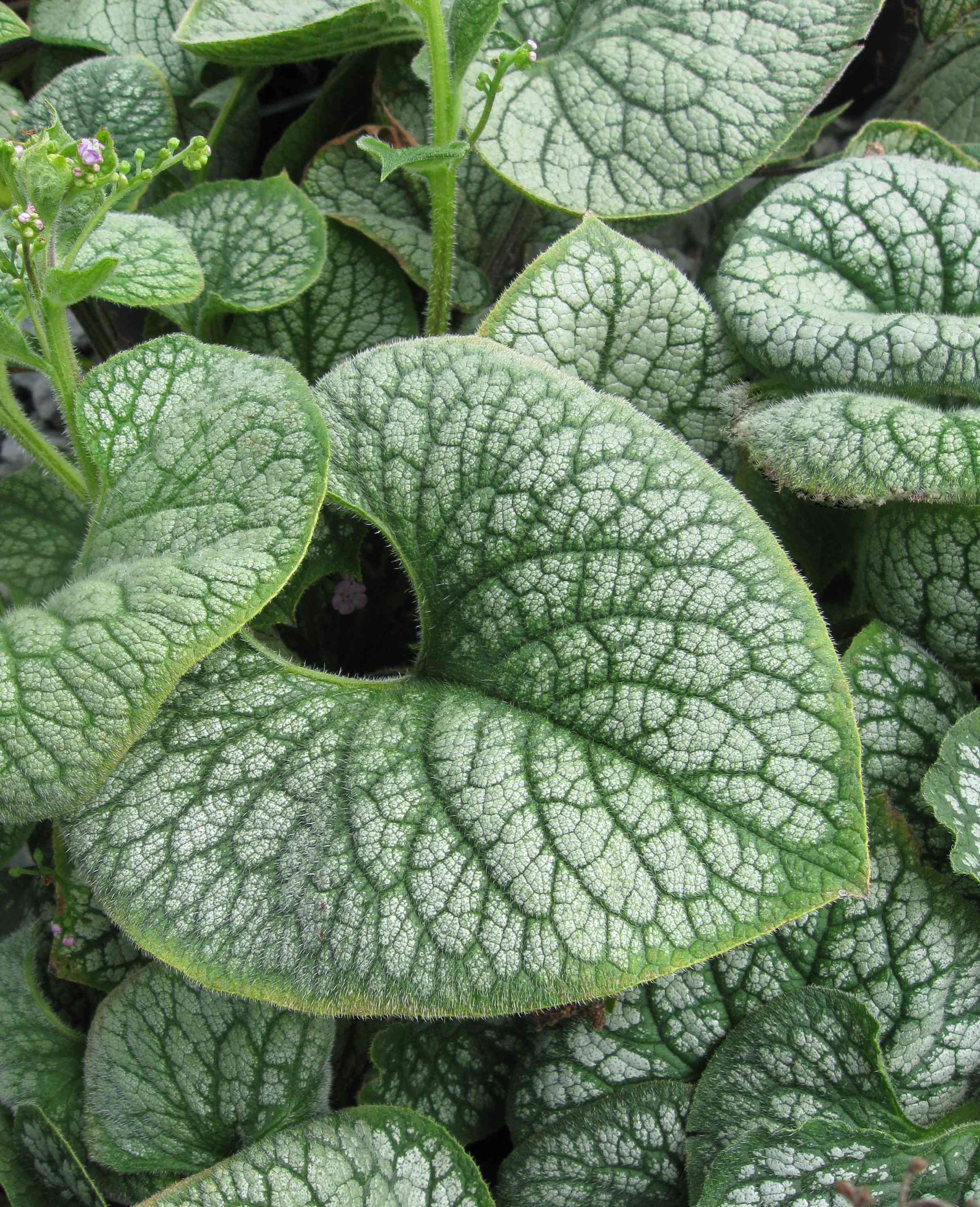 Monrovia 1.00-Gal Brunnera Silver Heart M in the Perennials department ...