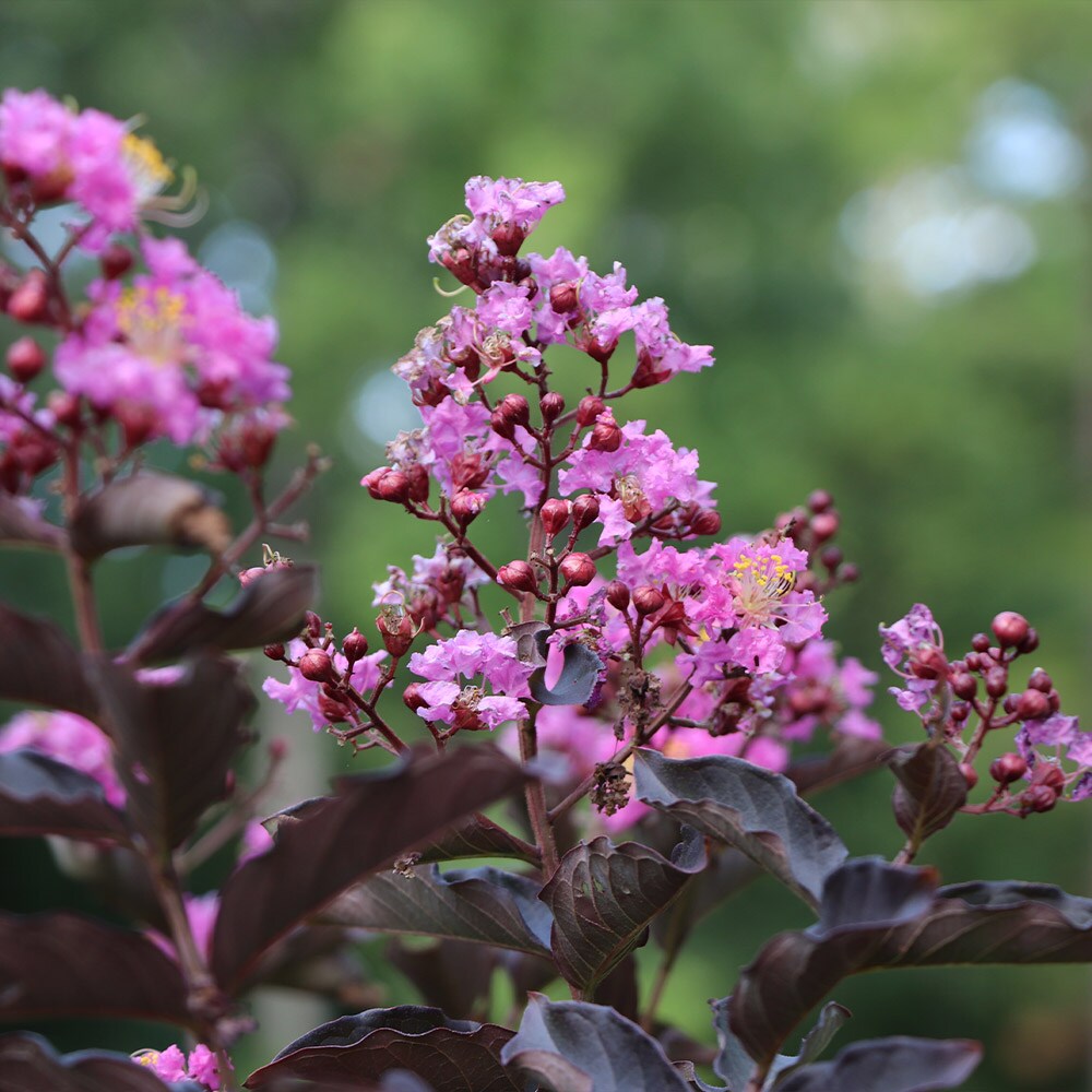 Brighter Blooms Thunderstruck- Lavender Blast- Crape Myrtle Tree (2-3 ...