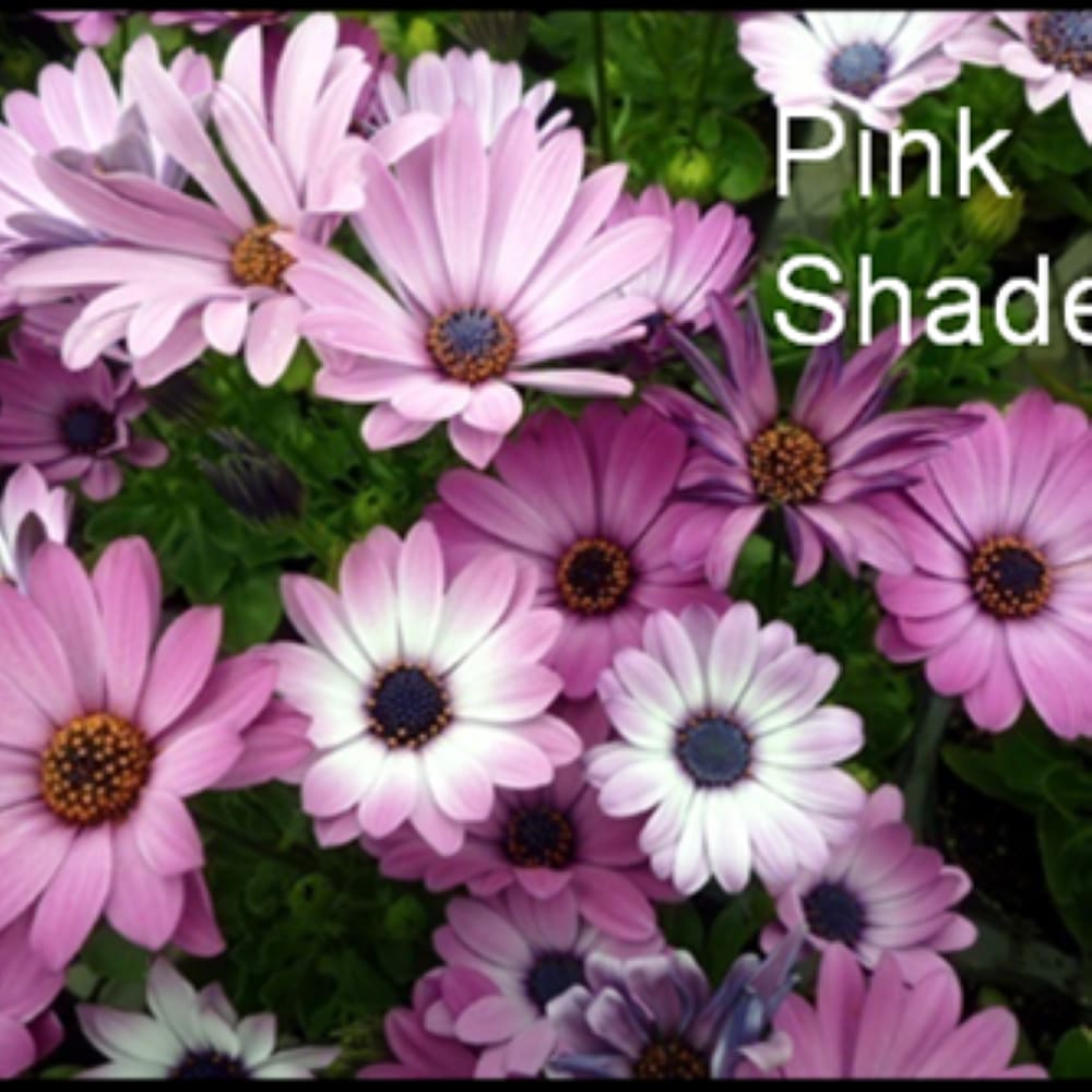 Lowe's Multicolor African Daisy in 1-Gallon Planter 5-Pack NURSERY at ...