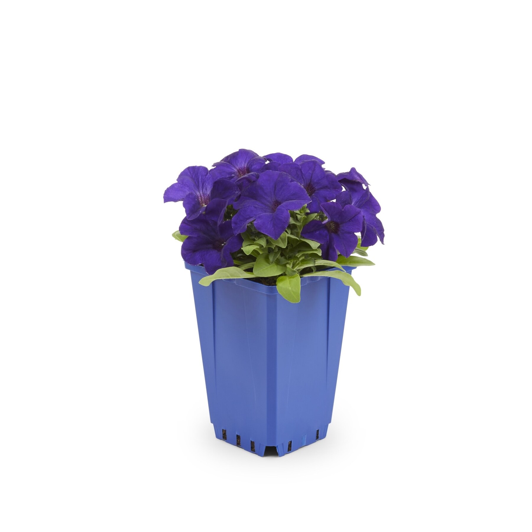 Lowe's 1.5 Pint Blue Petunia 1 -Pack in the Annuals department at Lowes.com