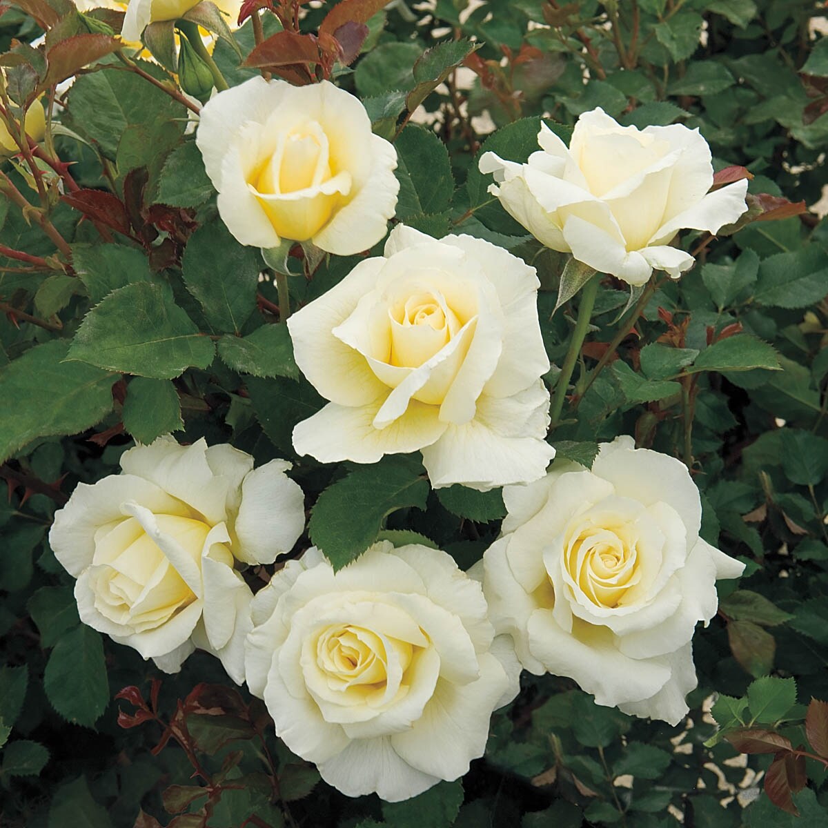 White Licorice Floribunda Rose Roses at Lowes.com