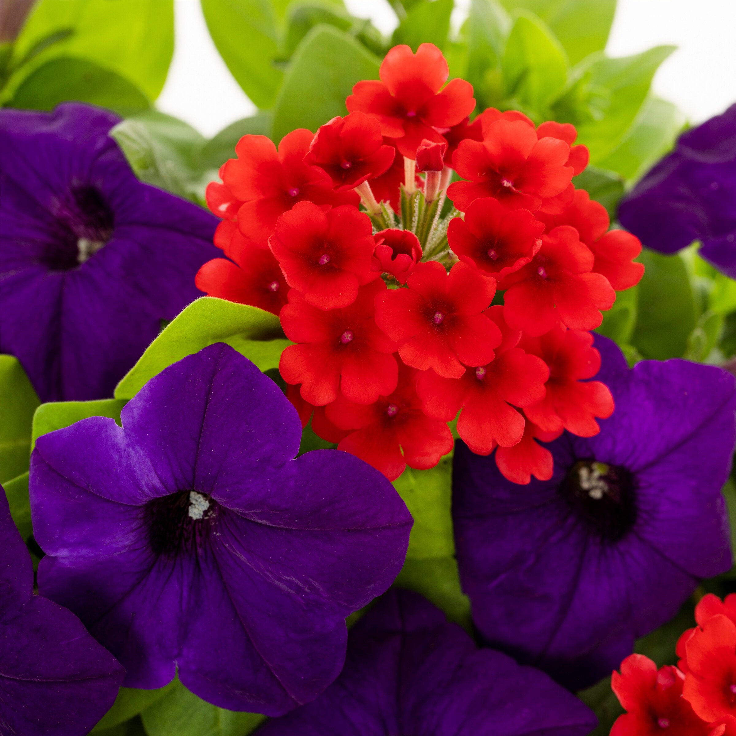 Lowe's Multicolor Mixed Annuals Combinations in 2-Gallon Planter in the ...