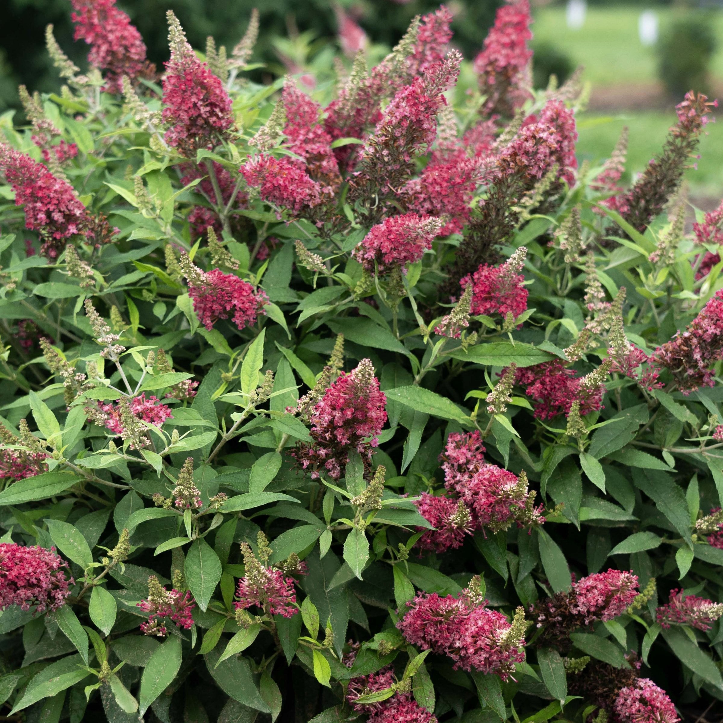 National Plant Network Buddleia Dapper Red Butterfly Bush Flowering ...
