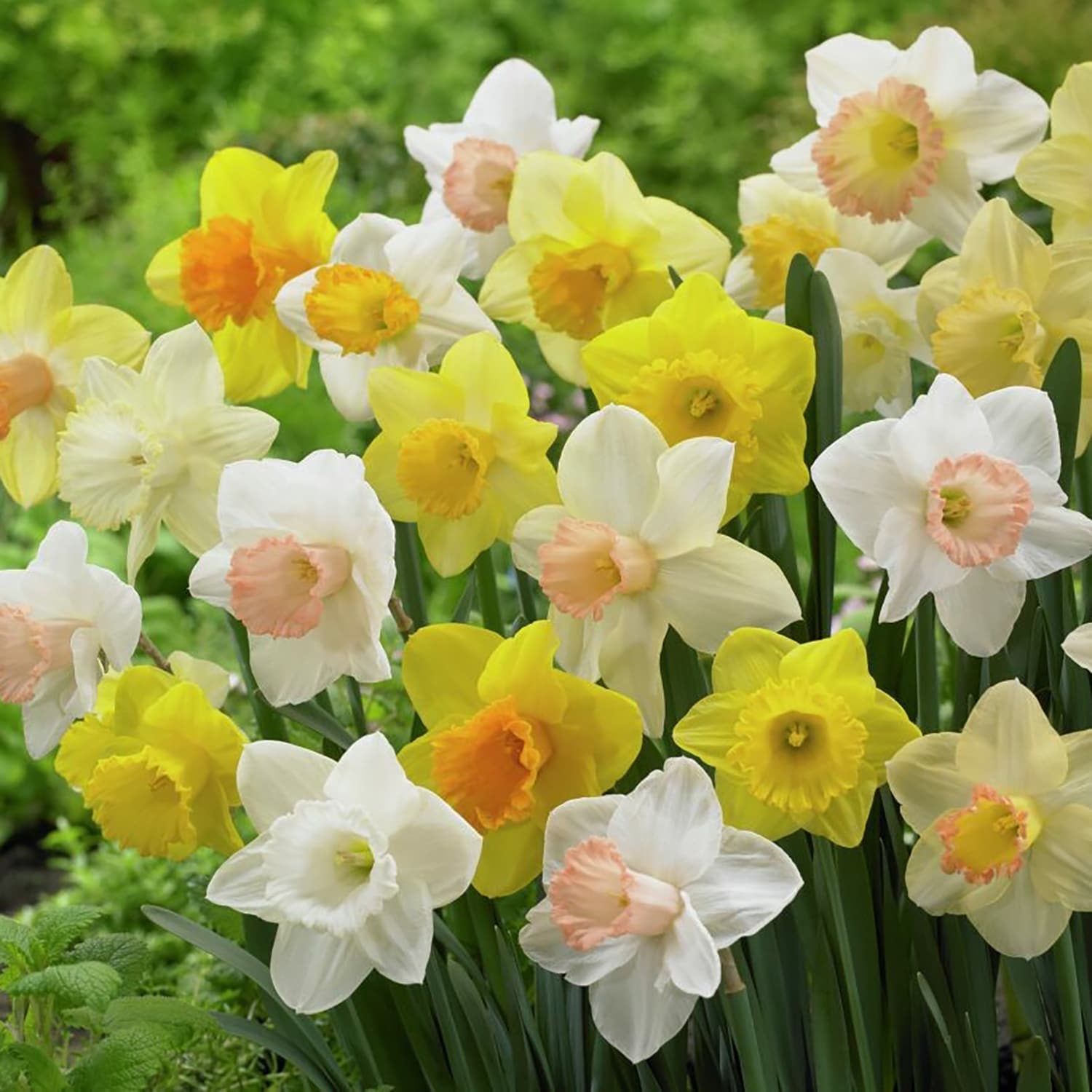 Garden State Bulb Daffodil Trumpet Mix in the Perennials department at ...