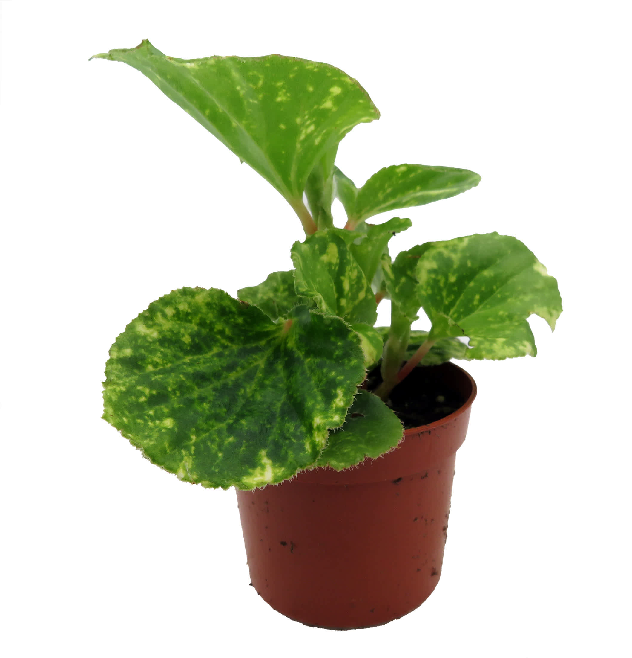 Hirt's Gardens Charm Begonia Plant -2.5 inch Pot- Terrarium/Fairy ...