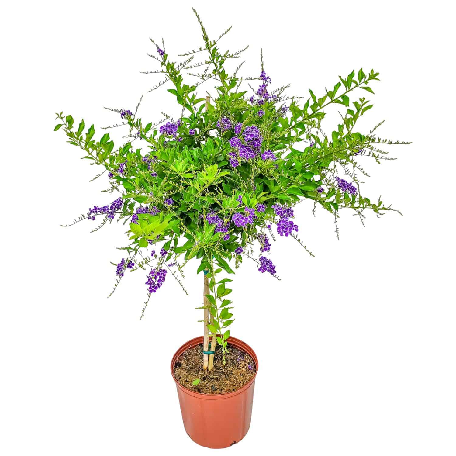 Tropical Plants of Florida Standard Duranta Tree in 3 Gallon Nursery ...