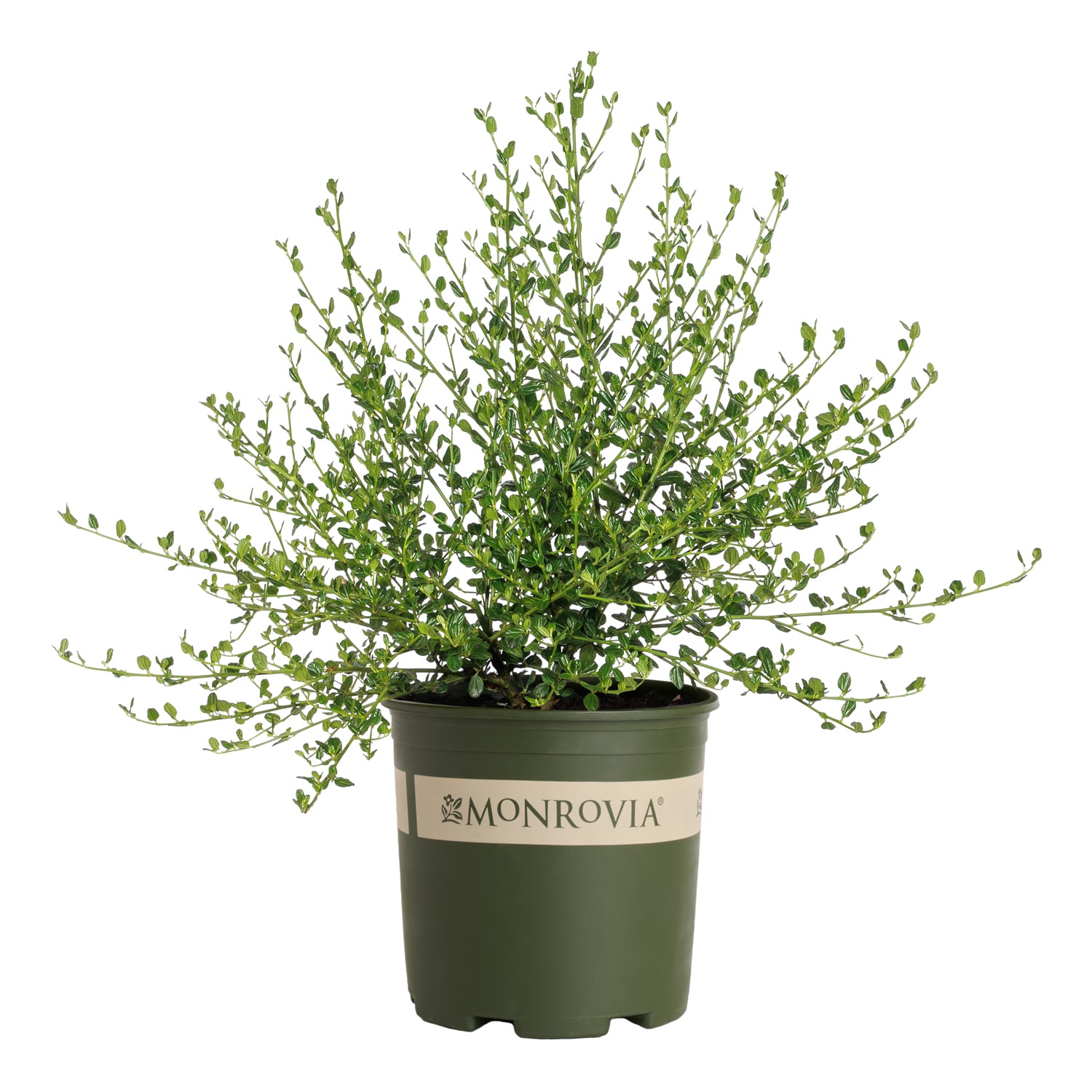 Monrovia California Lilac Victoria Flowering Shrub in 1.73 -Gallon Pot ...
