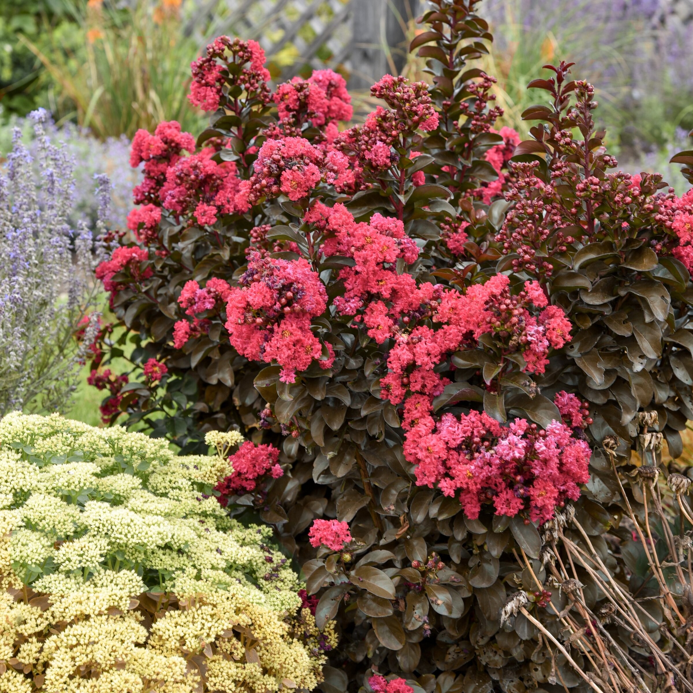 National Plant Network 3 -Gallon Flowering Crape Myrtle Thunderstruck ...