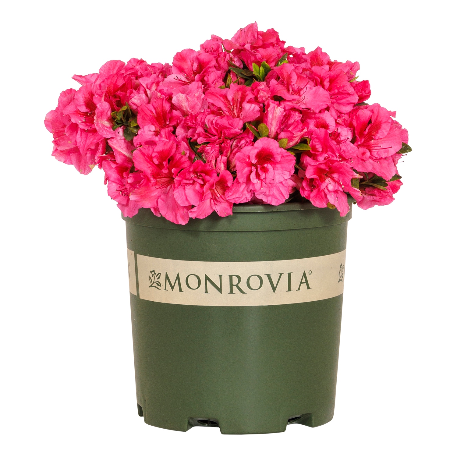 Monrovia 1.73 -Gallon Azalea Double Shot Watermelon Flowering Shrub ...