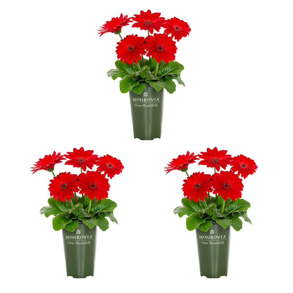 Monrovia Gerbera daisy Plants, Bulbs & Seeds at Lowes.com