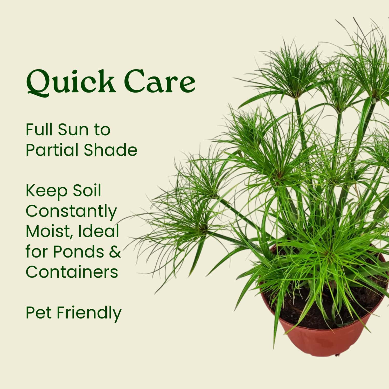 Tropical Plants of Florida Dwarf Papyrus Plant in 1 Gallon Nursery Pot ...