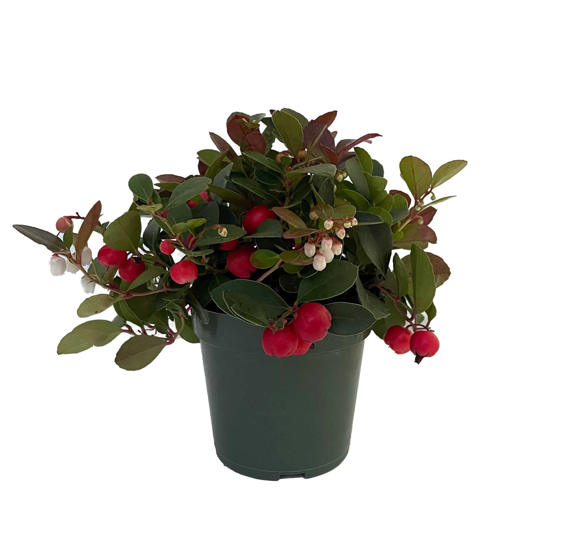 Hirt's Gardens Wintergreen Plant - Gaultheria -Teaberry - Aromatic ...