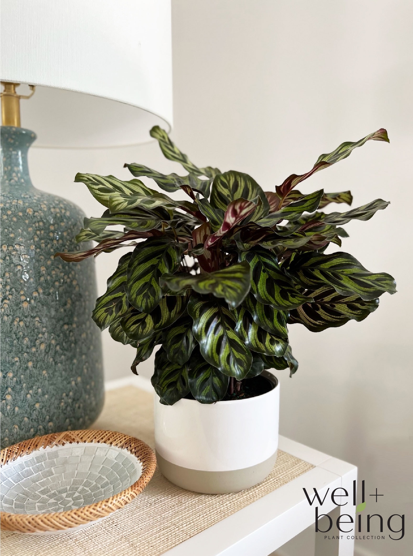 Nature's Way Farms Calathea Makoyana Peacock Plant House plant in 6 ...
