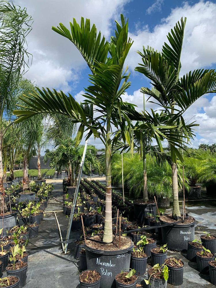 Lowe's King Alexander Palm Plant in 14 -Gallon Pot 1 -Pack in the ...