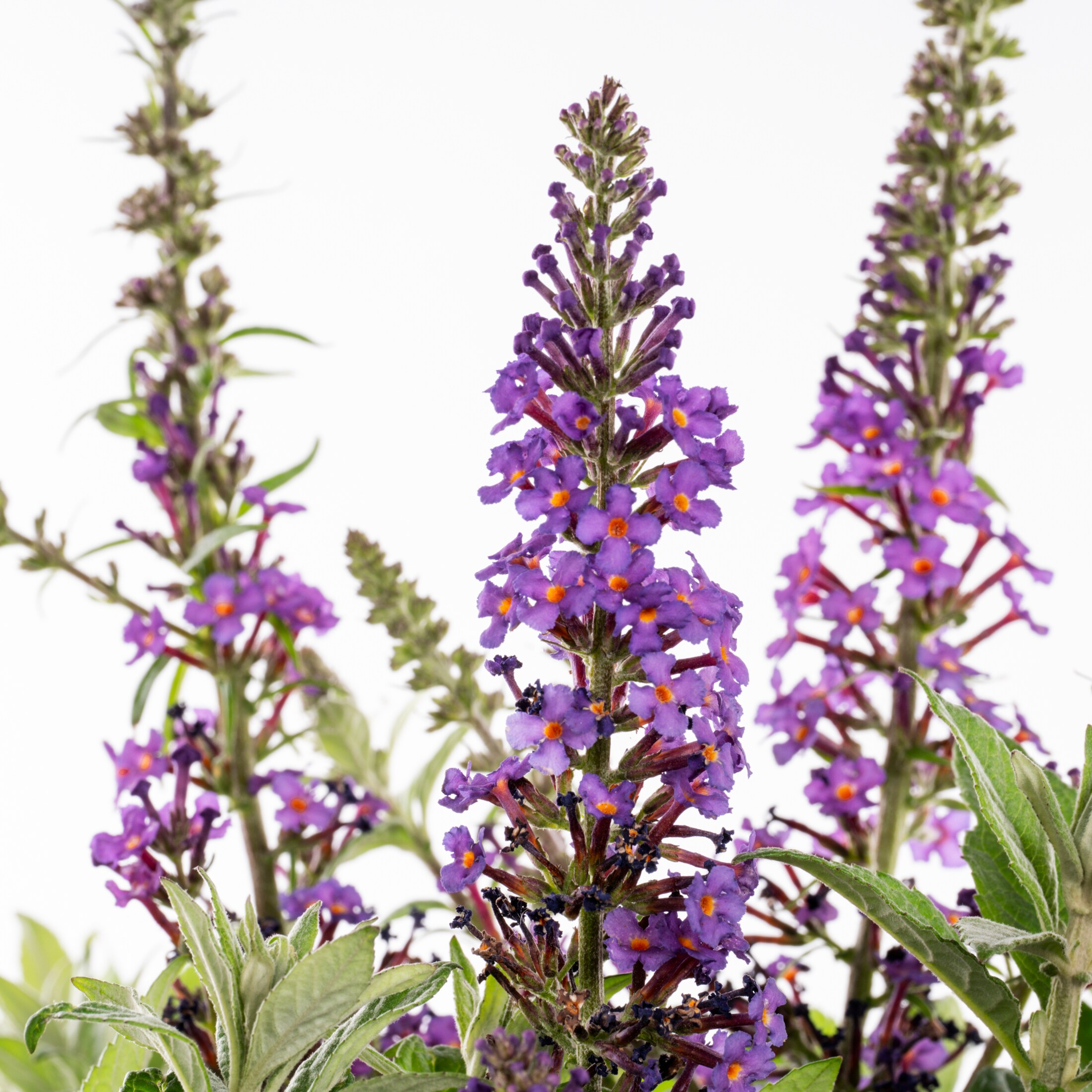 Lowe's 2 -Quart Purple Chrysalis Purple Butterfly Bush 1 -Pack in the ...