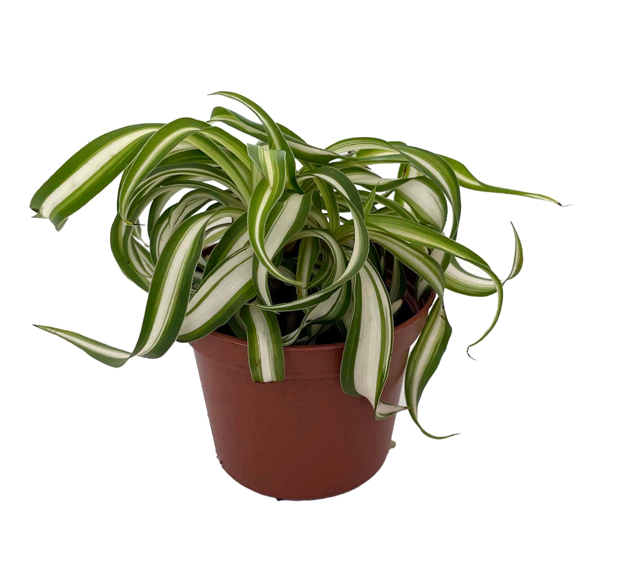 Hirt's Gardens Bonnie Curly Spider Plant - Clean Air Plant - 2.5 inch ...