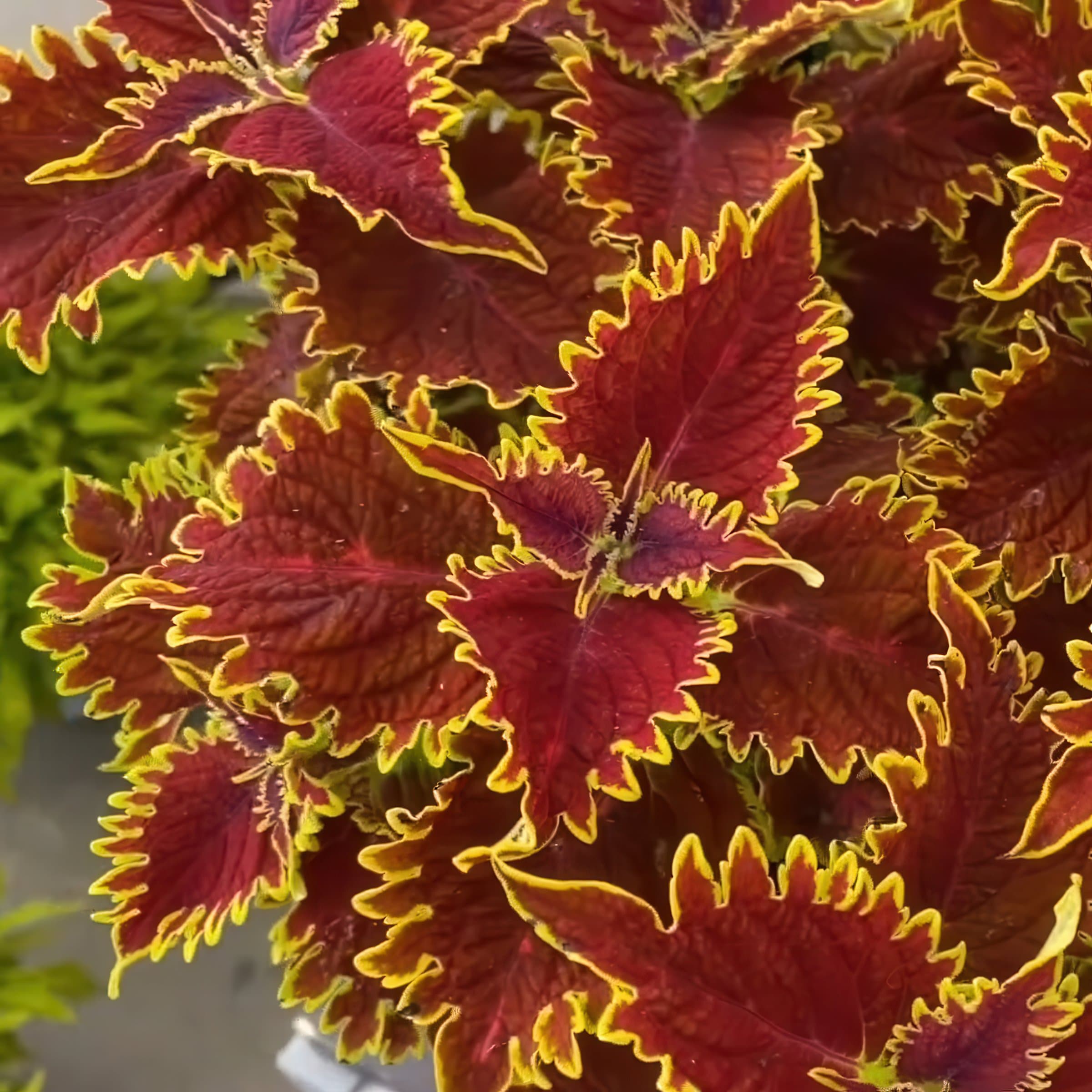 National Plant Network Multicolor Coleus Copperhead in 2.5-in Pot 3 ...