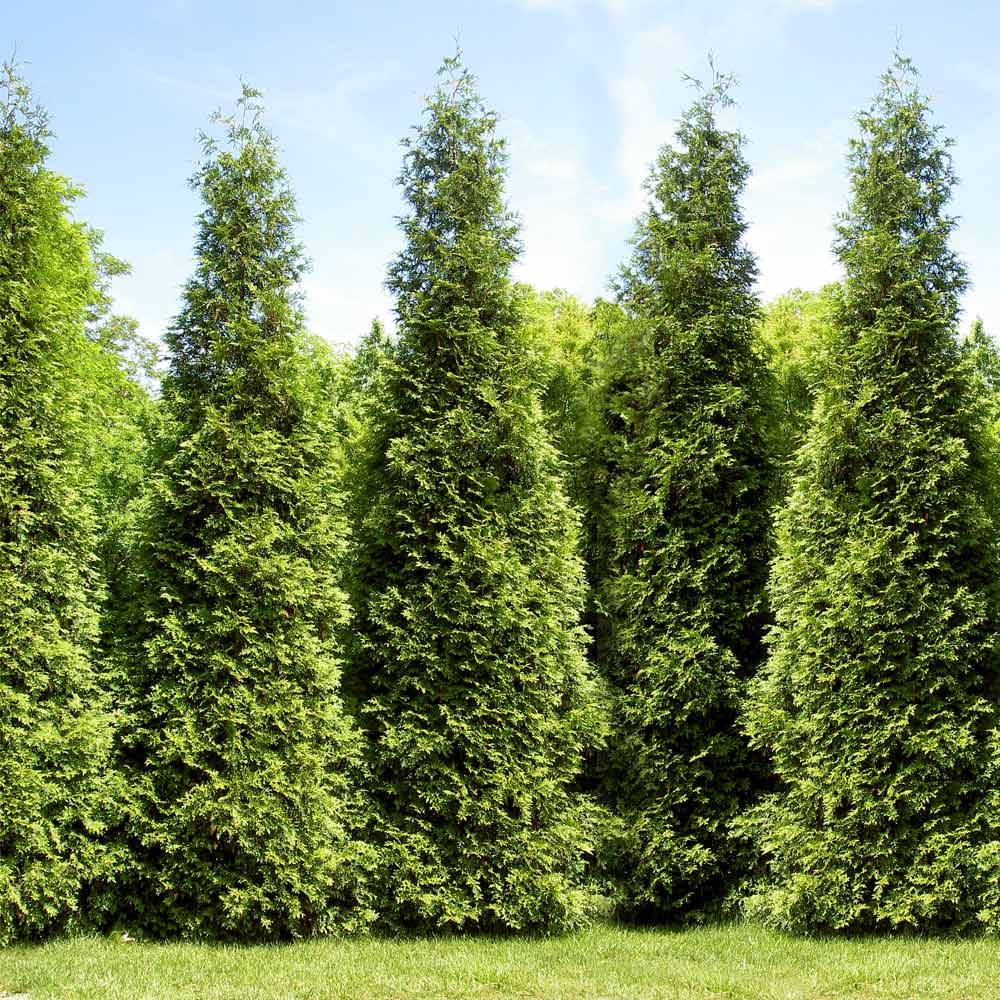 Brighter Blooms Junior Giant Thuja Tree (2-3 ft.) at Lowes.com