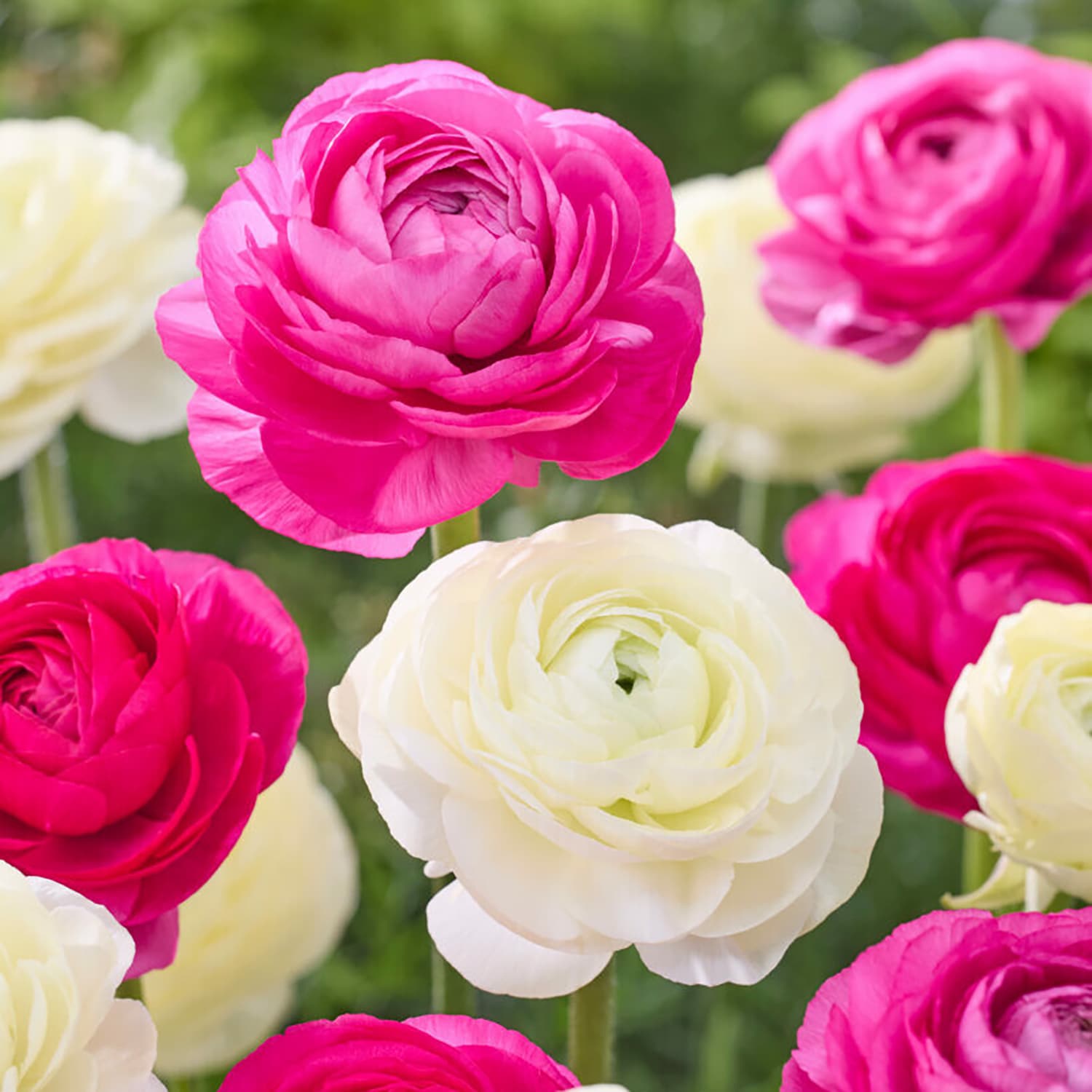 Garden State Bulb Ranunculus Petal Perfection Mix in the Perennials ...