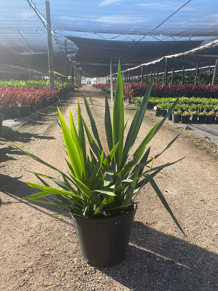 Needle palm Plants, Bulbs & Seeds at Lowes.com