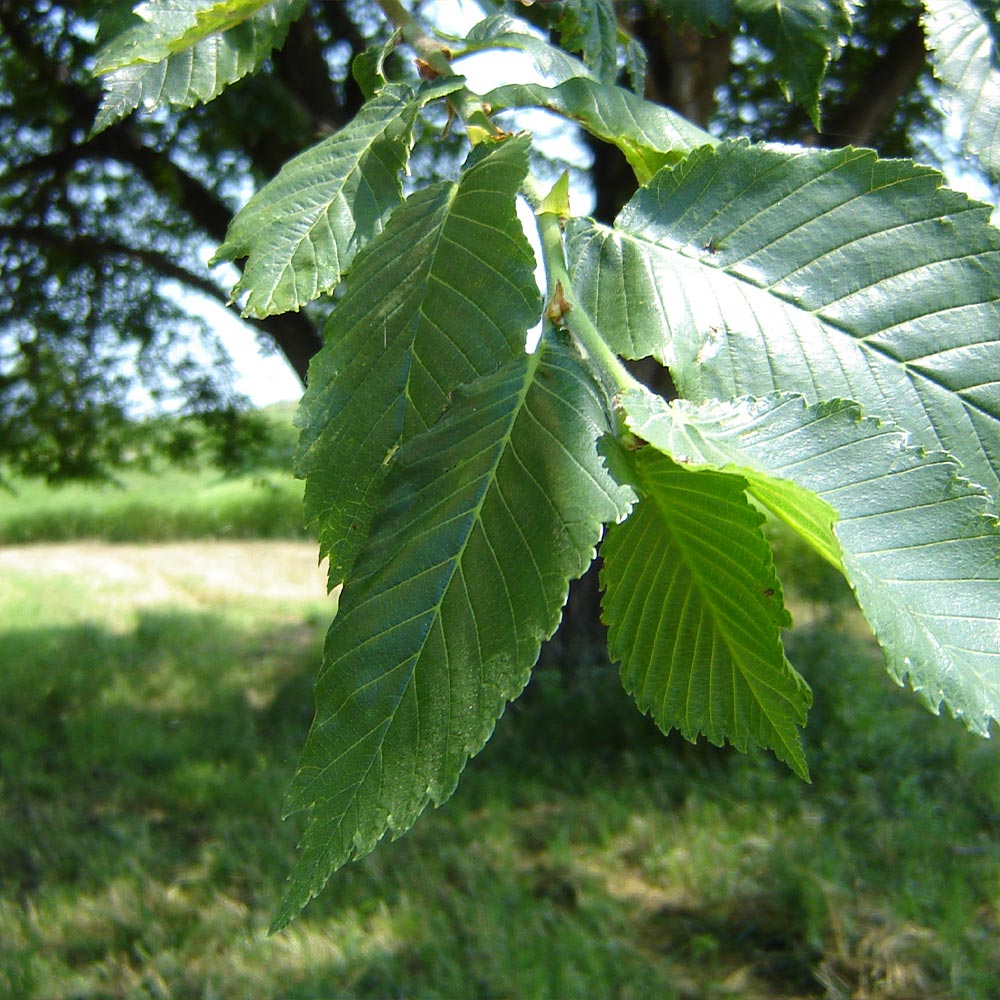 Brighter Blooms Prairie Expedition- Elm Tree (6-7 ft.) at Lowes.com