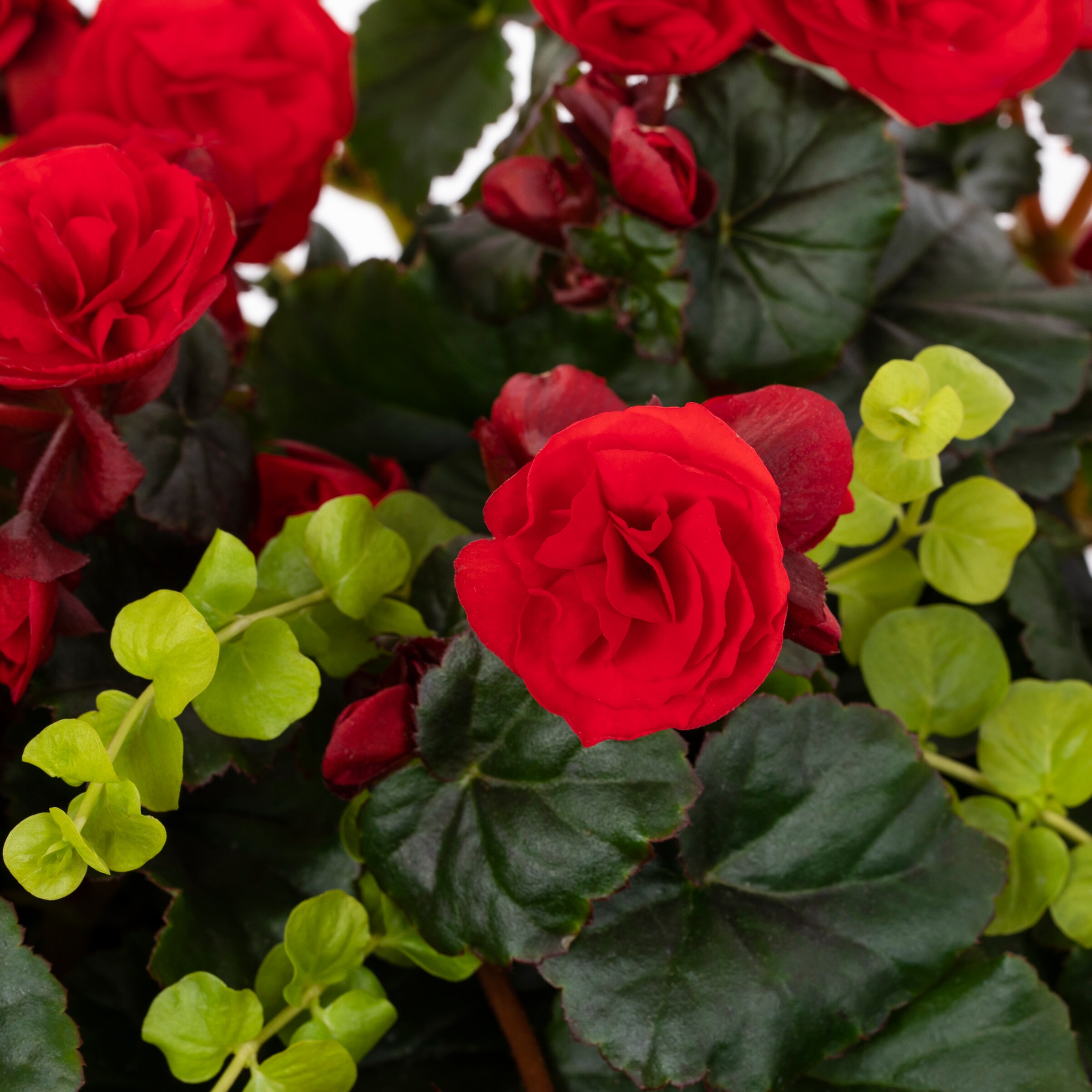 Metrolina Greenhouses Multicolor Begonia and Lysimachia in 1.5-Gallon ...