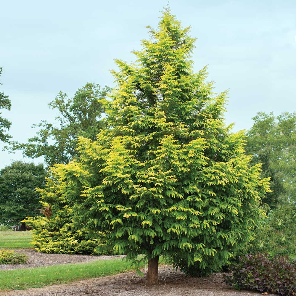 Brighter Blooms Amber Glow Redwood Tree (4-5 ft.) at Lowes.com