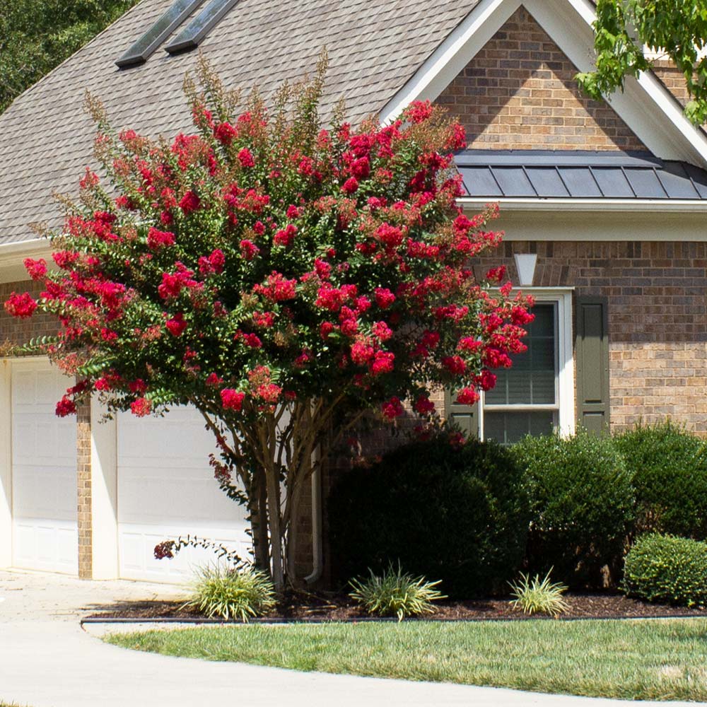 Brighter Blooms Colorama- Scarlet Crape Myrtle Tree (1-2 ft.) at Lowes.com