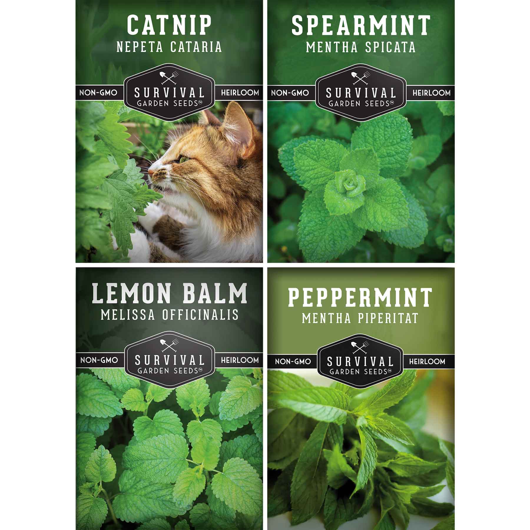 Survival Garden Seeds Mint Herb 4 Packet Seed Collection for Culinary ...