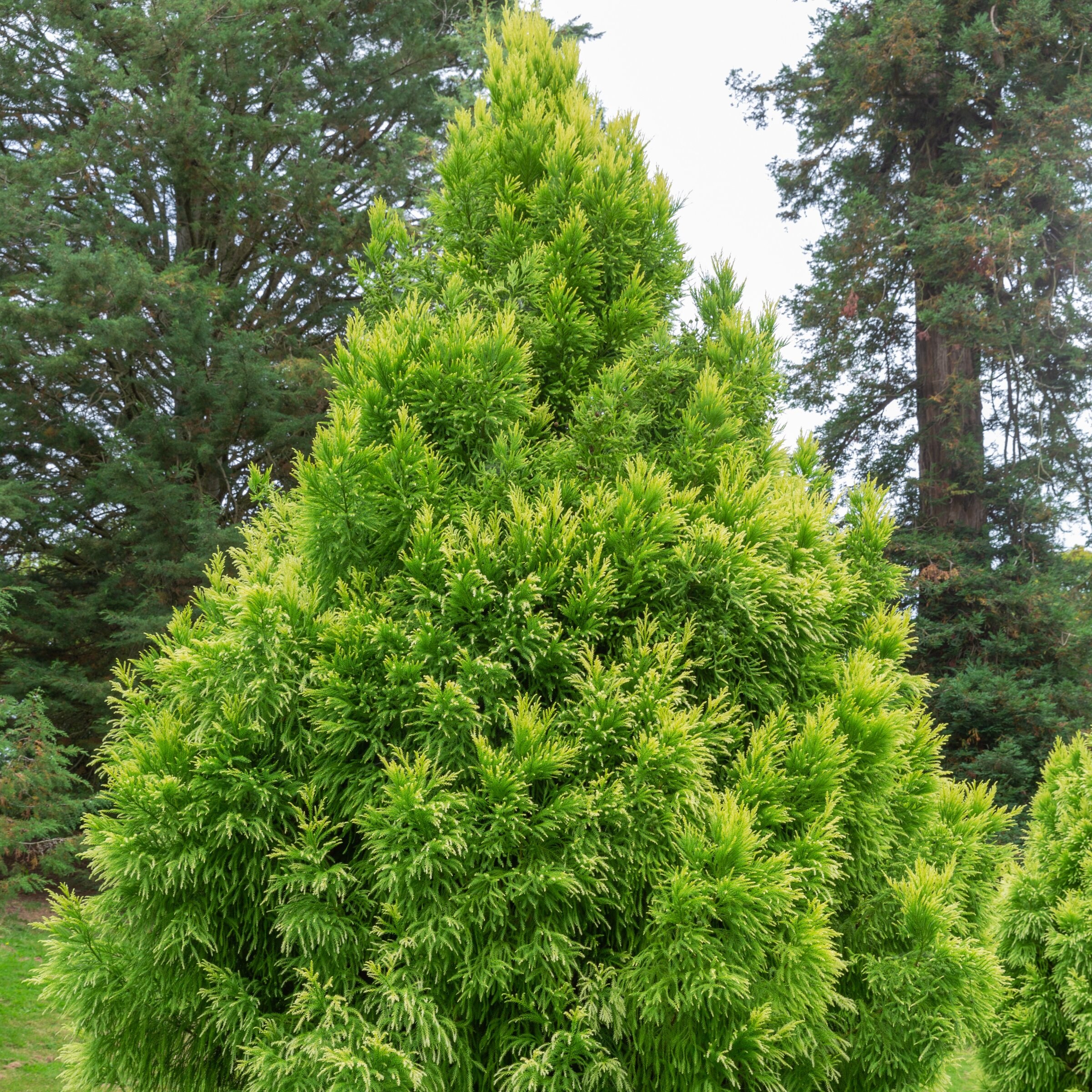 National Plant Network Yoshino Cryptomeria Screening Shrub in 1 -Gallon ...