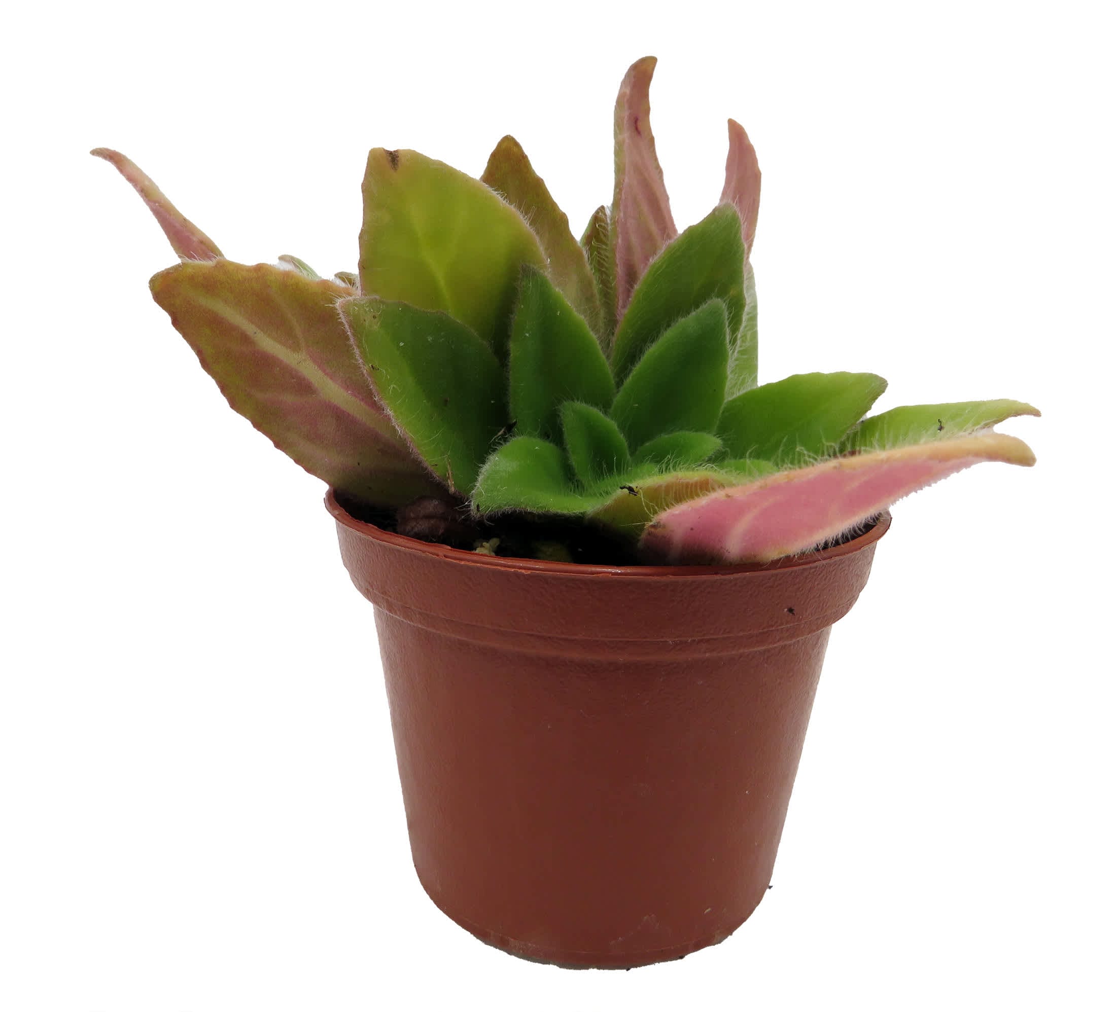 Hirt's Gardens JV's FuMed Asian Violet - Primulinia - 2.5 inch Pot ...