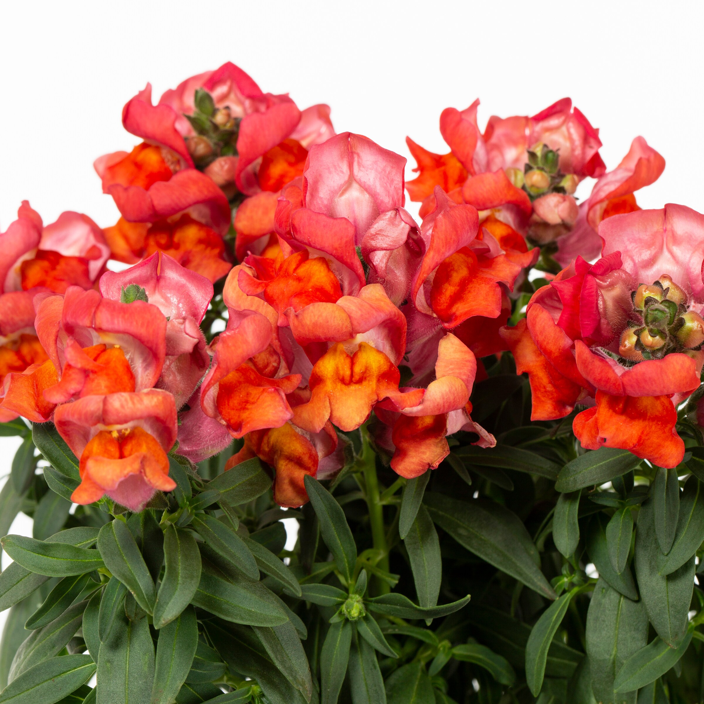 Lowe's Multicolor Snapdragon in 1-in Pot in the Annuals department at ...
