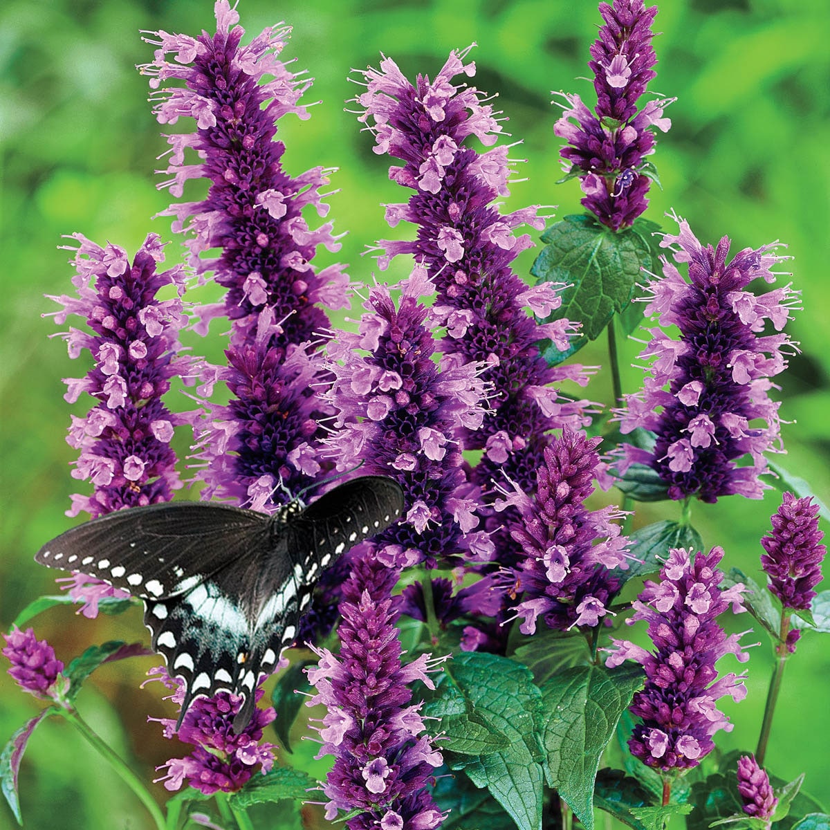 Direct Gardening Black Adder Purple Flowering Hummingbird Mint ...