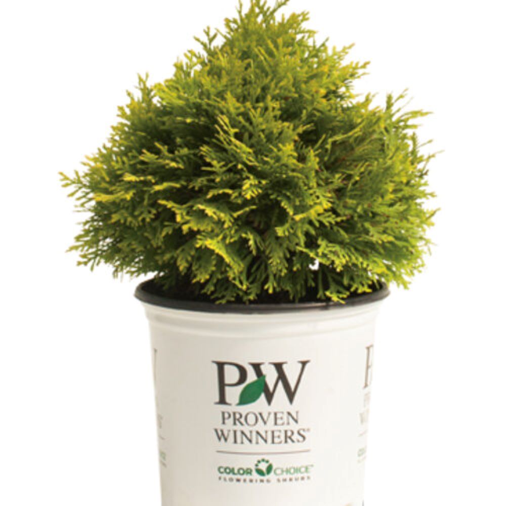 Proven Winners 2 -Gallon Arborvitae Anna's Magic Ball Accent Shrub 1 ...