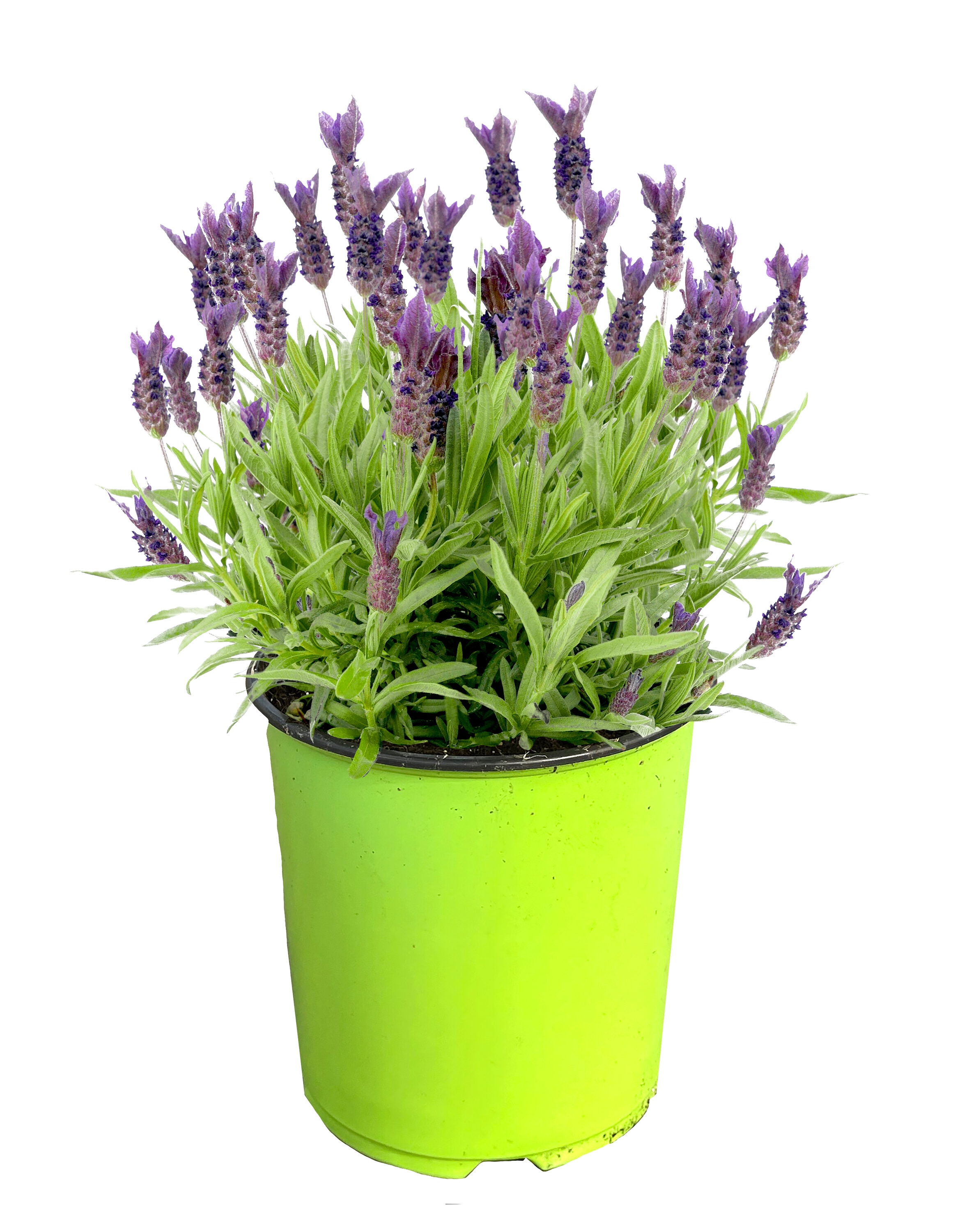 1.5 -Gallon Lavender Lavender s. Purple 1 -Pack in the Perennials ...