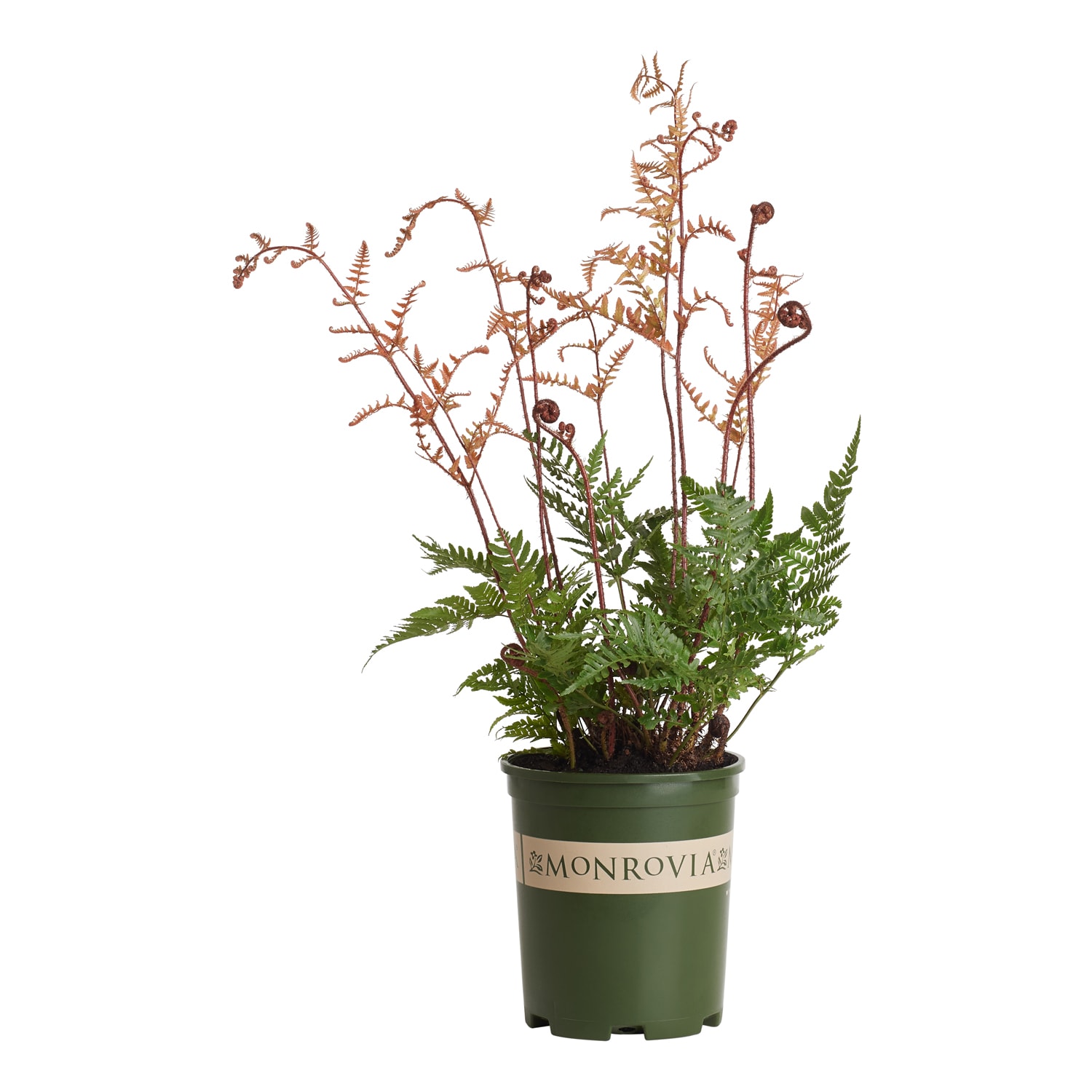 Monrovia 2.6 -Quart Fern Brilliance Autumn 1 -Pack - Low Maintenance in ...