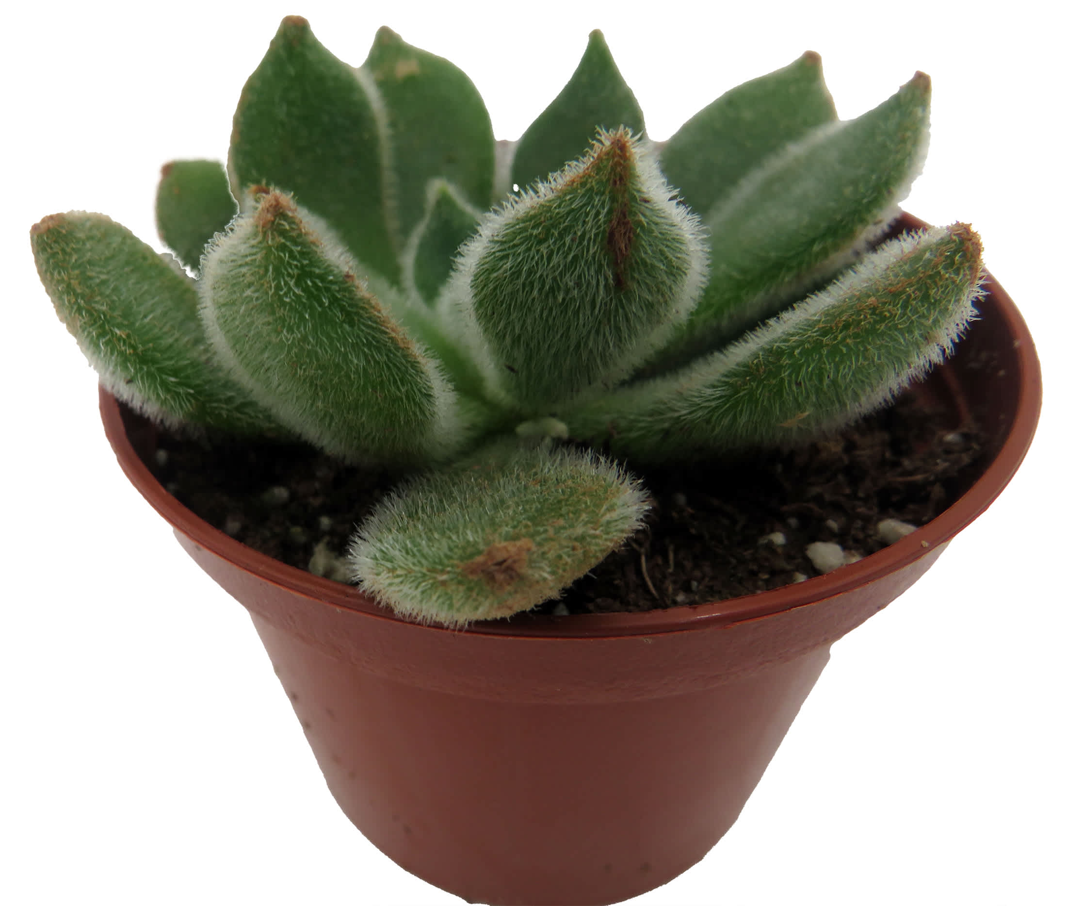 Hirt's Gardens Firecracker Succulent Plant - Echeveria setosa - 2.5 ...