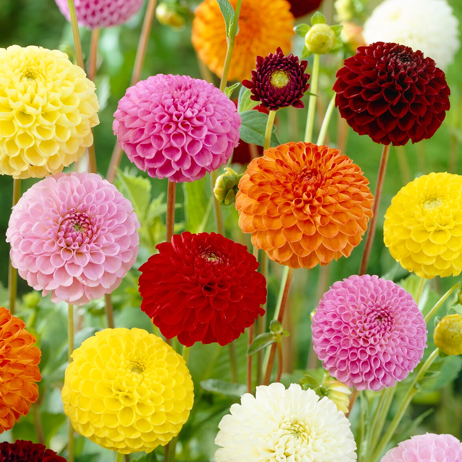Garden State Bulb Dahlia Pompon Mix PBS in the Annuals department at ...