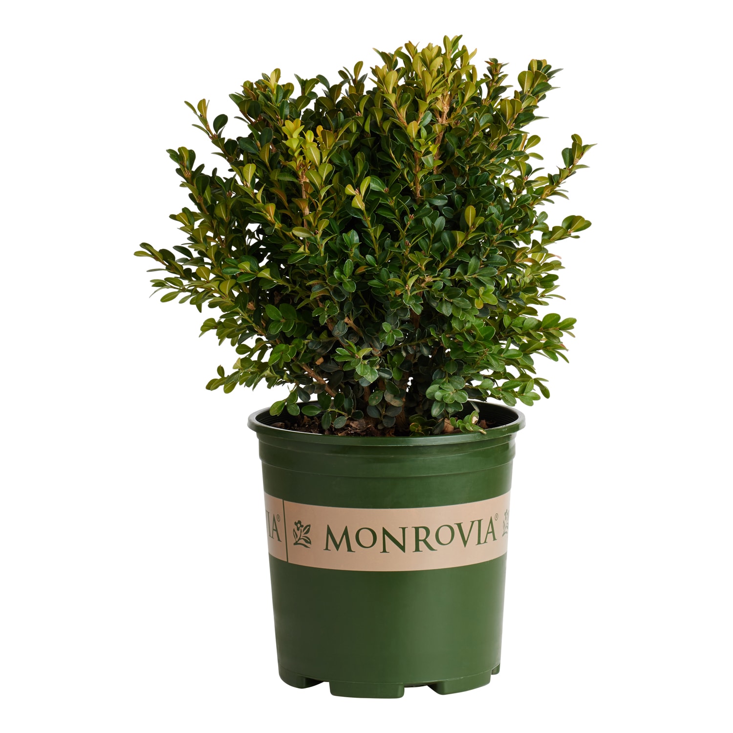 Monrovia Boxwood Green Beauty Flowering Shrub in 1.73 -Gallon Pot 1 ...