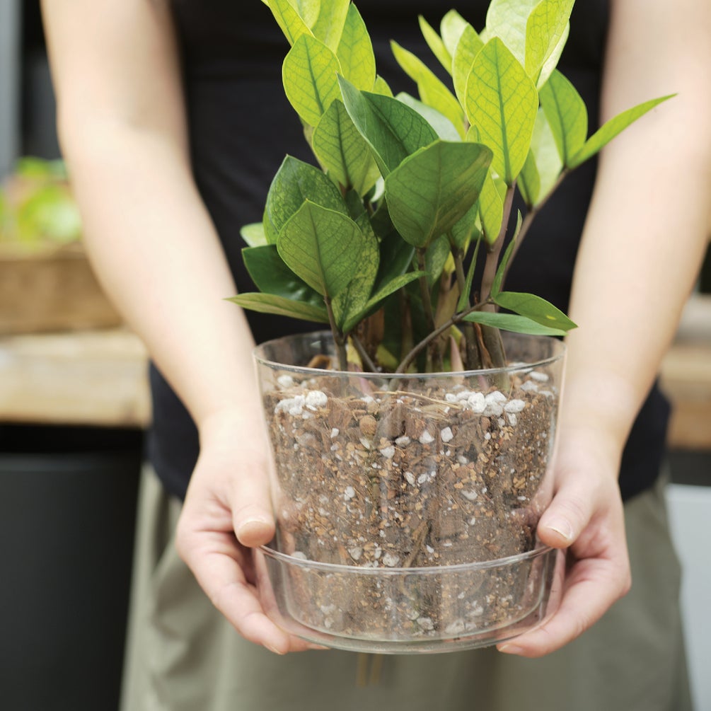 Sol Soils Chunky Houseplant Mix - Premium Fast Draining Soil for Indoor ...