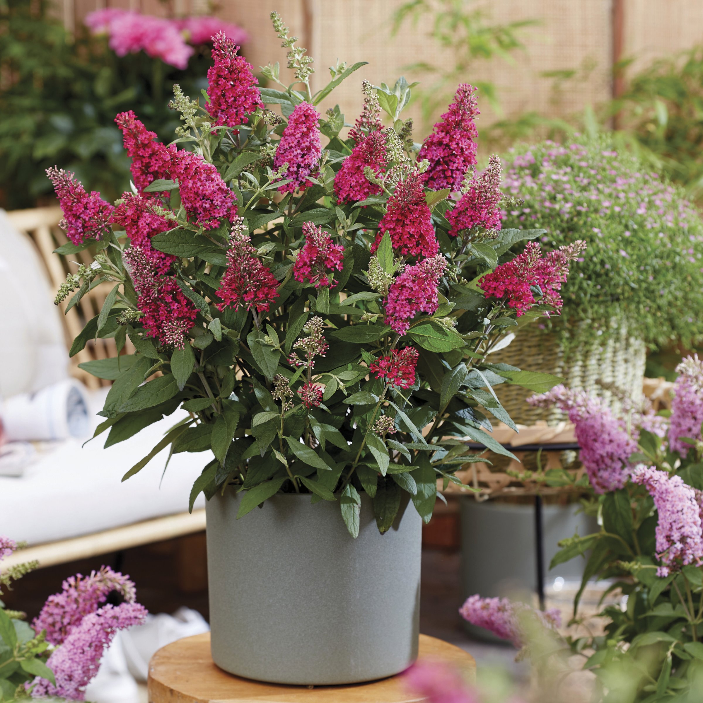 National Plant Network Buddleia Butterfly Candy Butterfly Bush ...